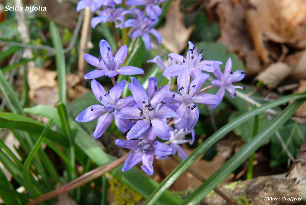 scille à deux feuilles (scilla bifolia) (3) – Objectif Duras