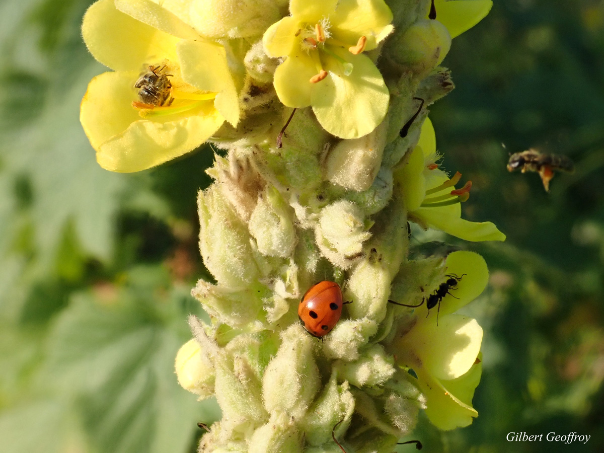 JOLIE COCCINELLE, UN INSECTE UTILE À PROTÉGER – JUILLET 2018 – Objectif ...