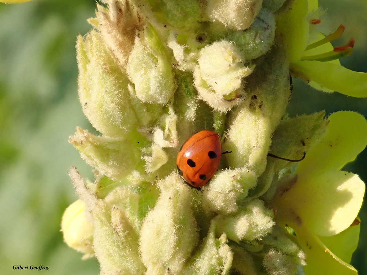 JOLIE COCCINELLE, UN INSECTE UTILE À PROTÉGER – JUILLET 2018 – Objectif ...