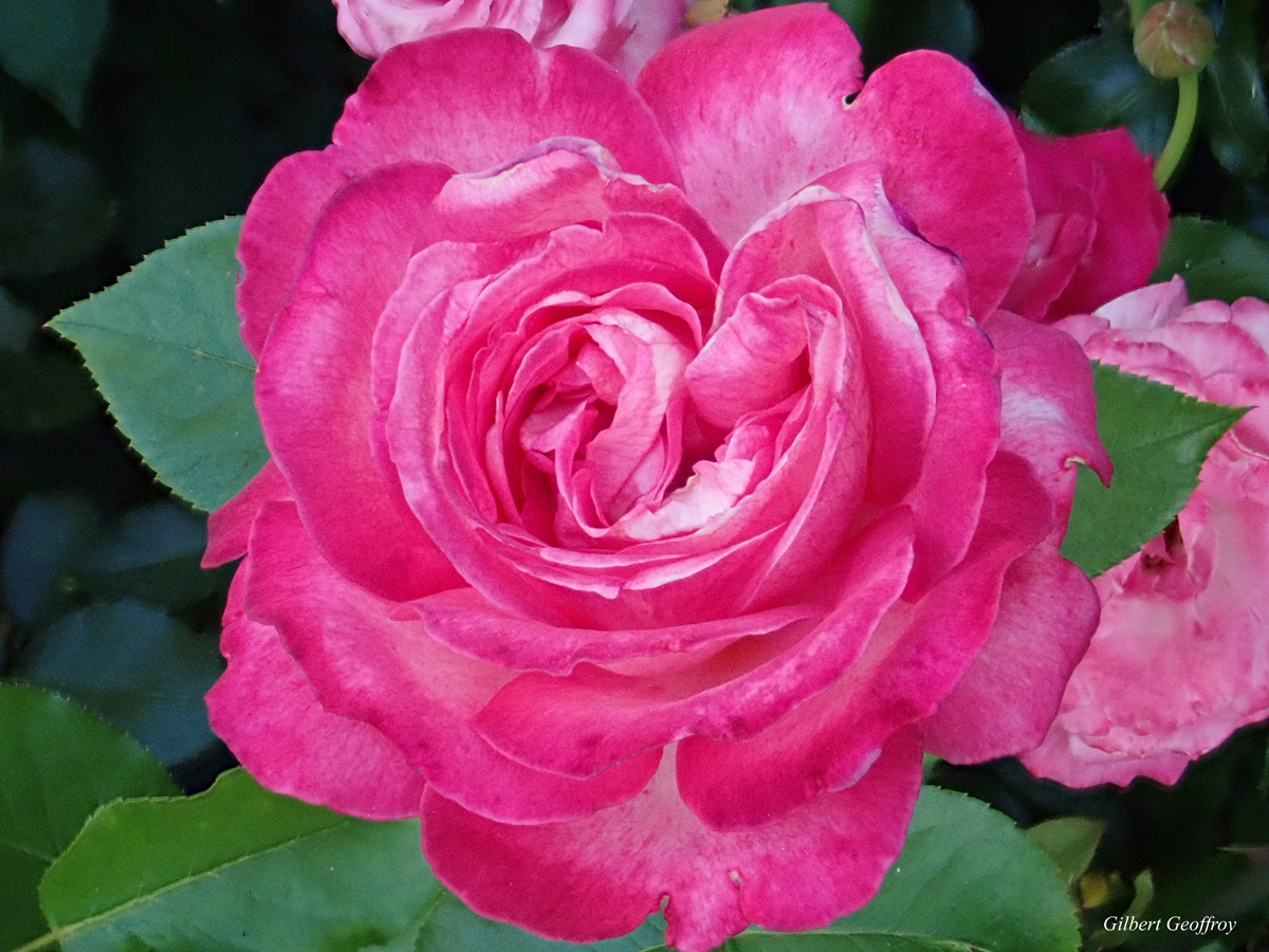 LA VIE ÉPHÉMÈRE DE LA ROSE – SEPTEMBRE 2018 – Objectif Duras