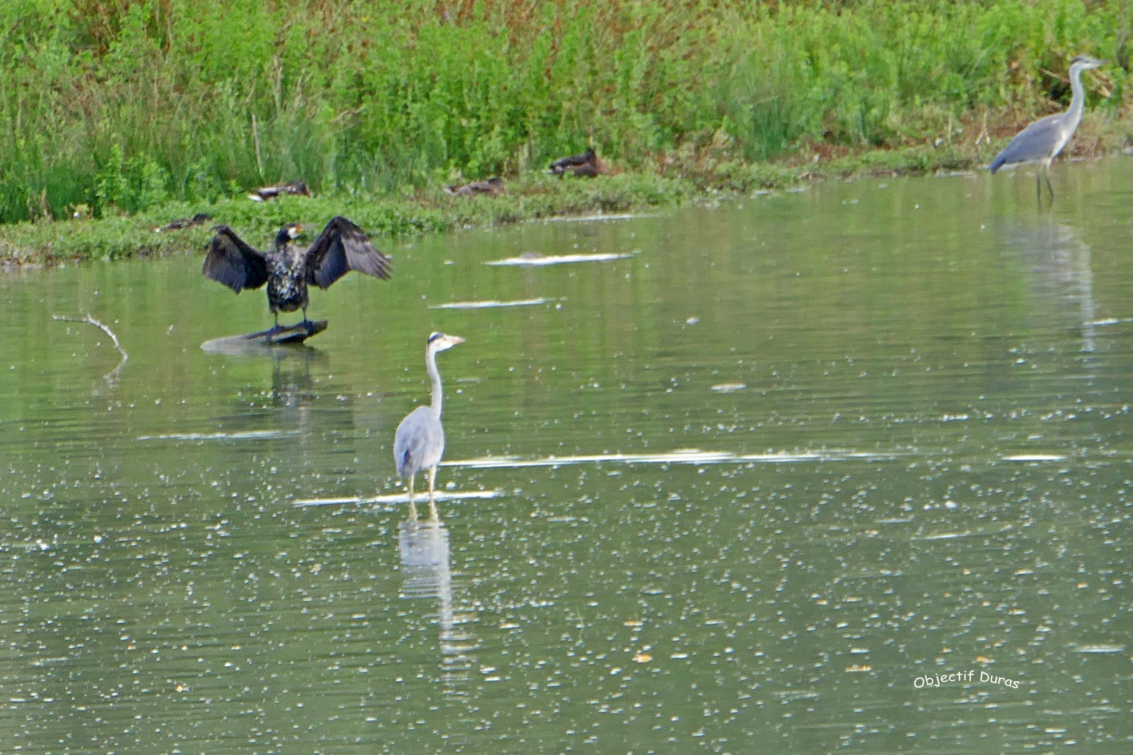 BALADE AU LAC DE L’ESCOUROU ET COUCHER DE SOLEIL À LOUBÈS 08/07/2019 ...