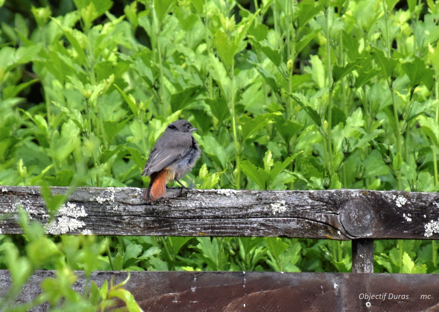 FAMILLE DE ROUGES-QUEUES (ROSSIGNOL DES MURAILLES), NICHE SOUS LA ...