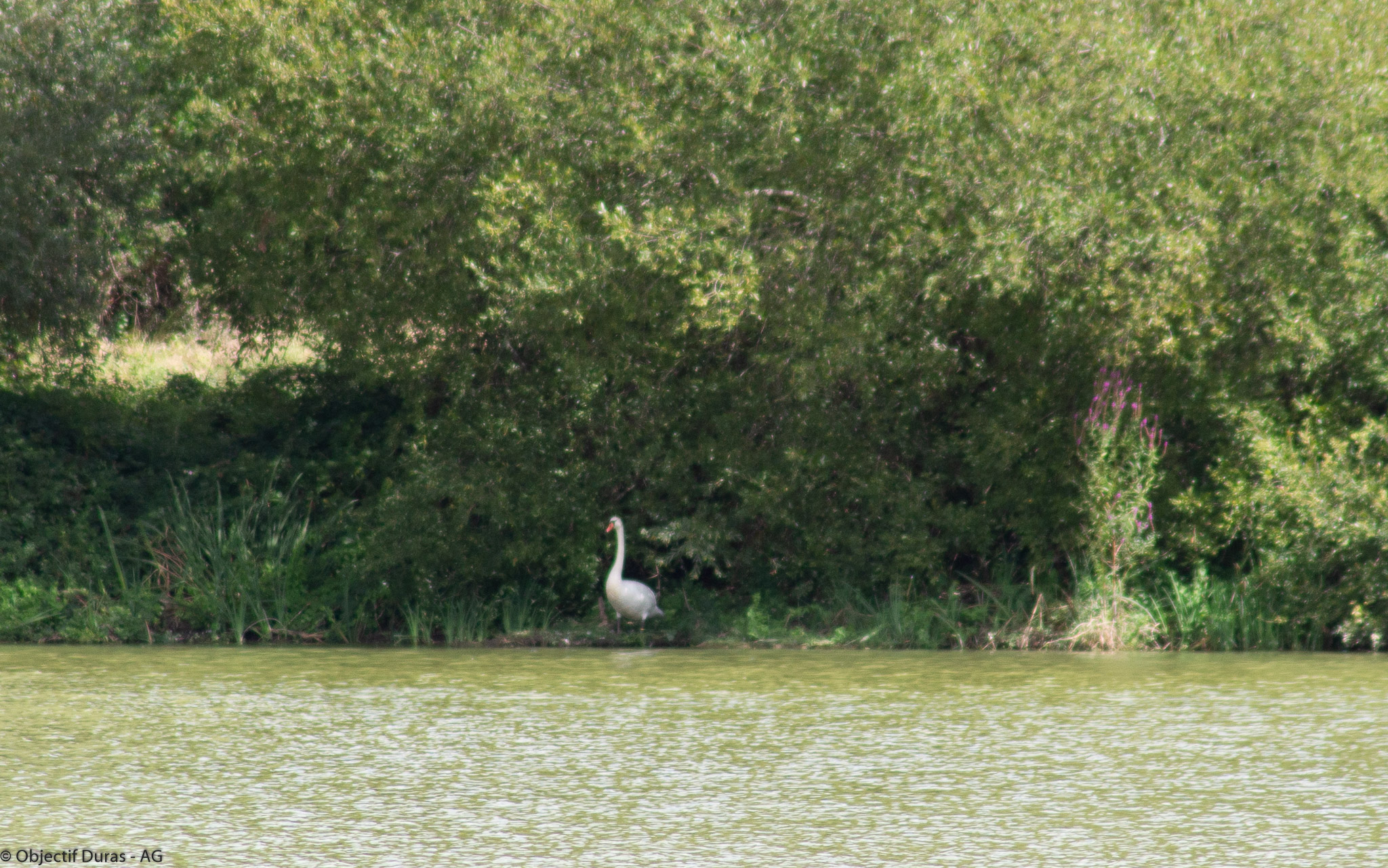 LAC DE L’ESCOUROU – 23/08/2020 – Objectif Duras