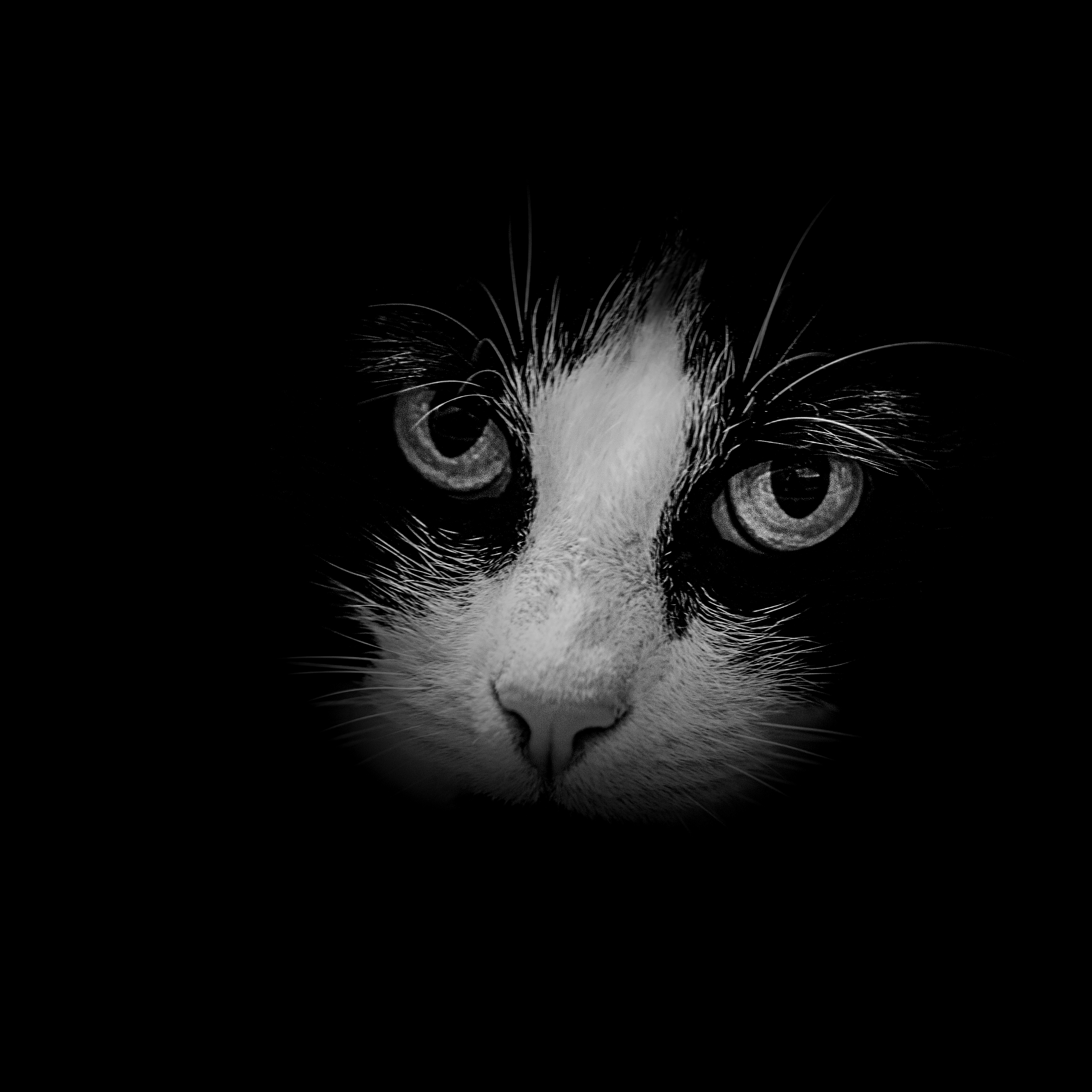 PORTRAIT……… DE CHAT – Objectif Duras